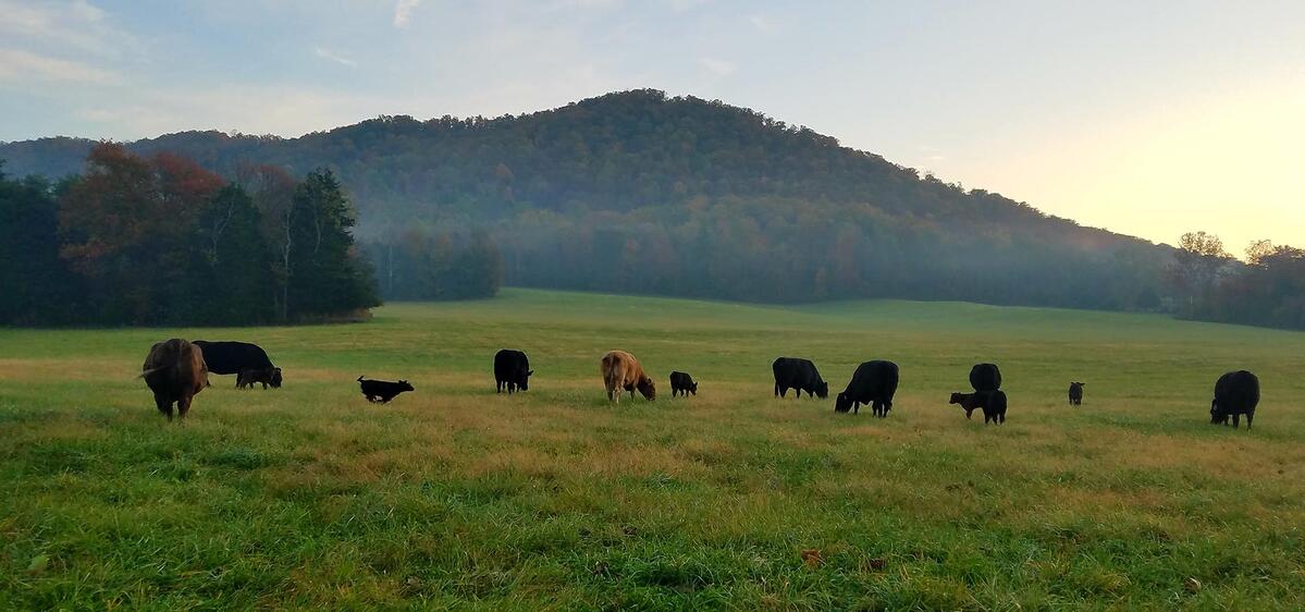 Wholesale Virginia Beef For Sale Online by Rapidan Beef Company