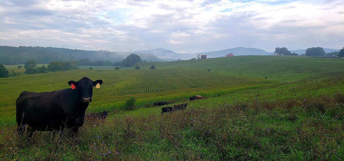 Wholesale Virginia Beef For Sale Online by Rapidan Beef Company