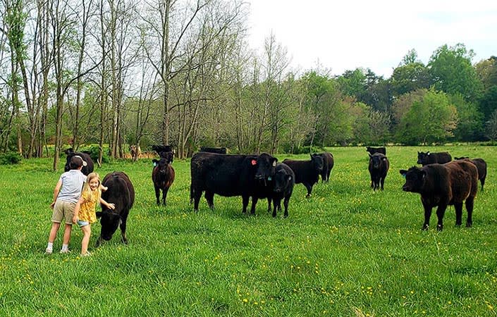 Wholesale Virginia Beef For Sale Online by Rapidan Beef Company